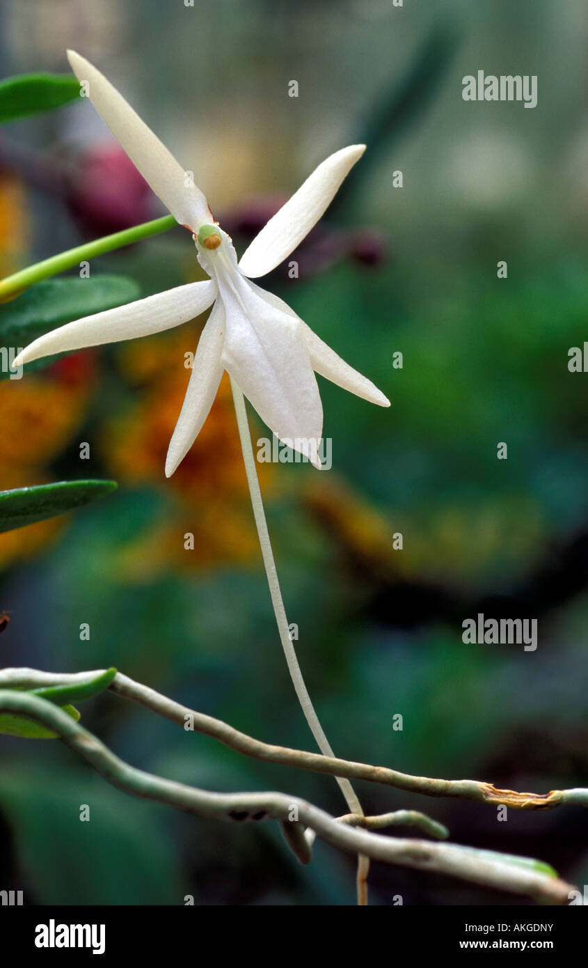 Comorensis High Resolution Stock Photography and Images - Alamy