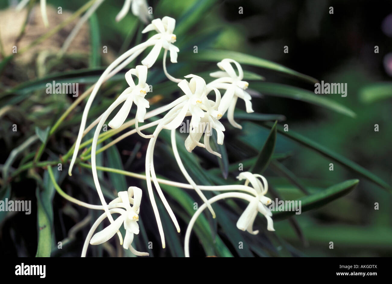 Neofinetia falcata hi-res stock photography and images - Alamy