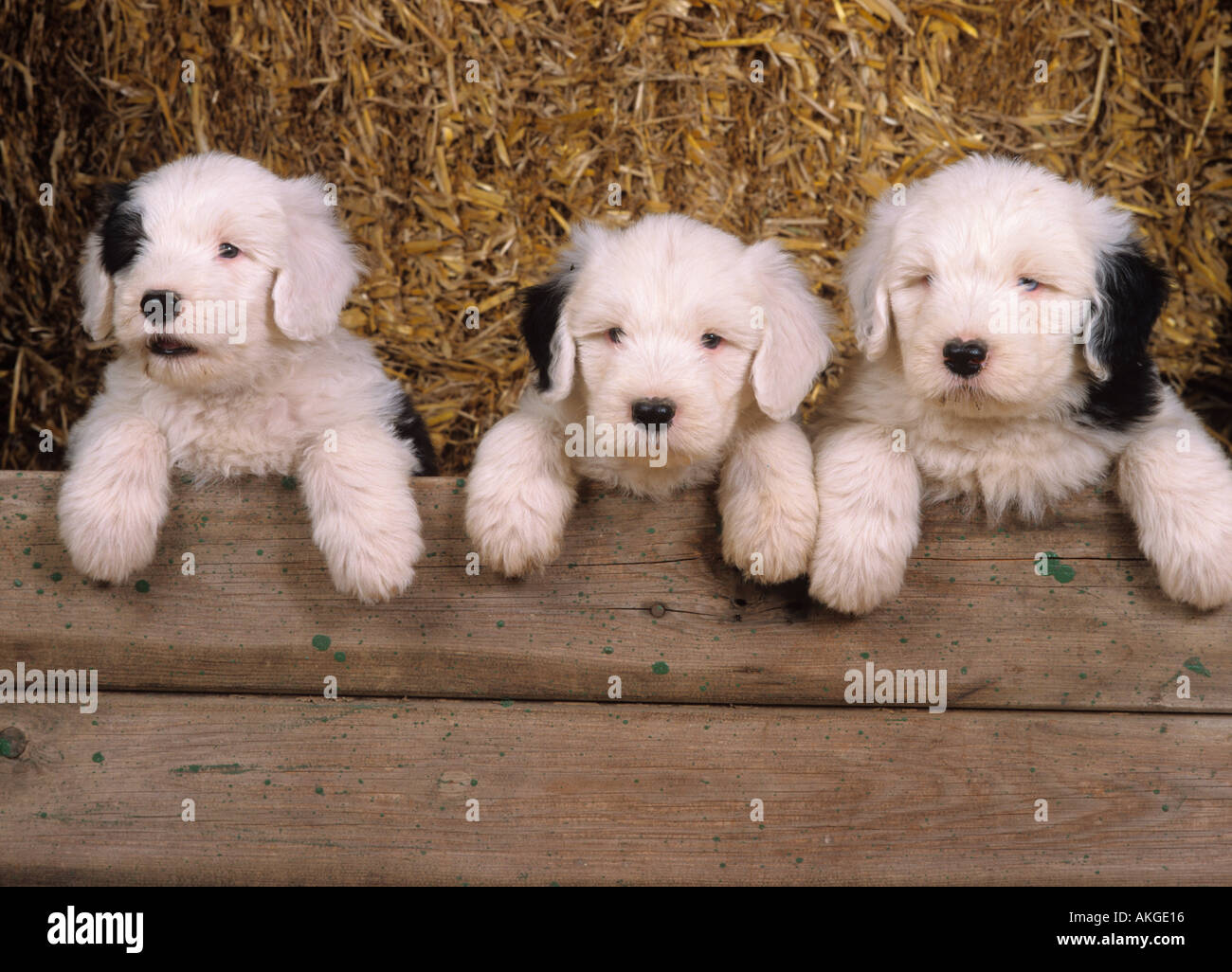 Old English Sheepdog Puppies Stock Photo - Alamy