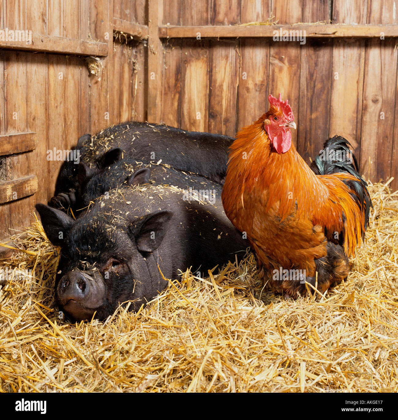 Pig And Poultry Uk