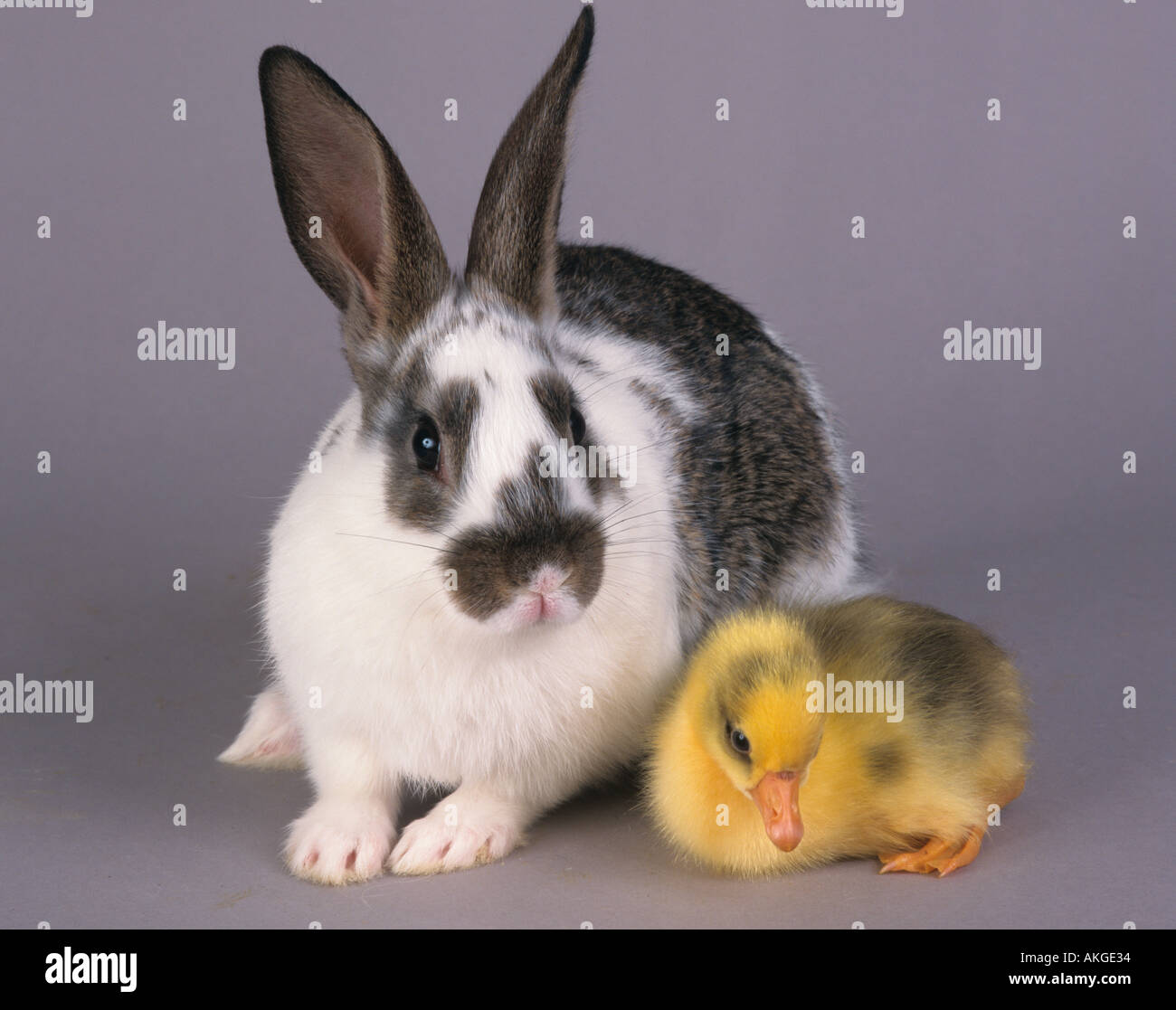 Duckling and Pet Rabbit Spring UK Stock Photo - Alamy