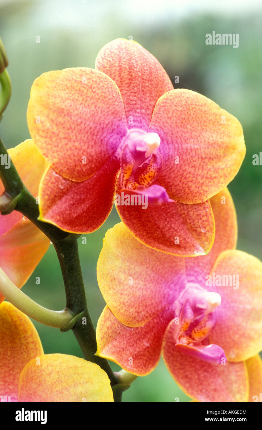 Ching lung hi-res stock photography and images - Alamy