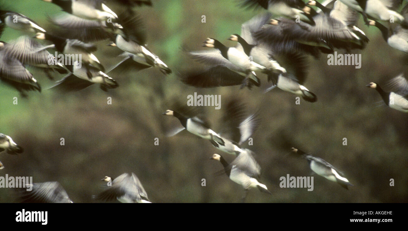 Barnacle Goose Branta leucopsis flock in flight taking off, Islay ...