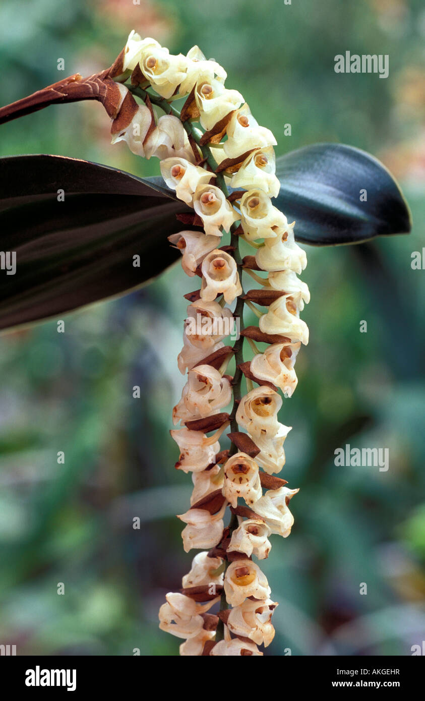 Pholidota pallida hi-res stock photography and images - Alamy