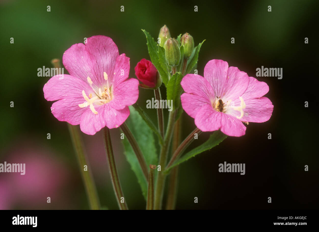 Great Willowherb Epilobium hirsutum close-up of flowers and seed pods ...