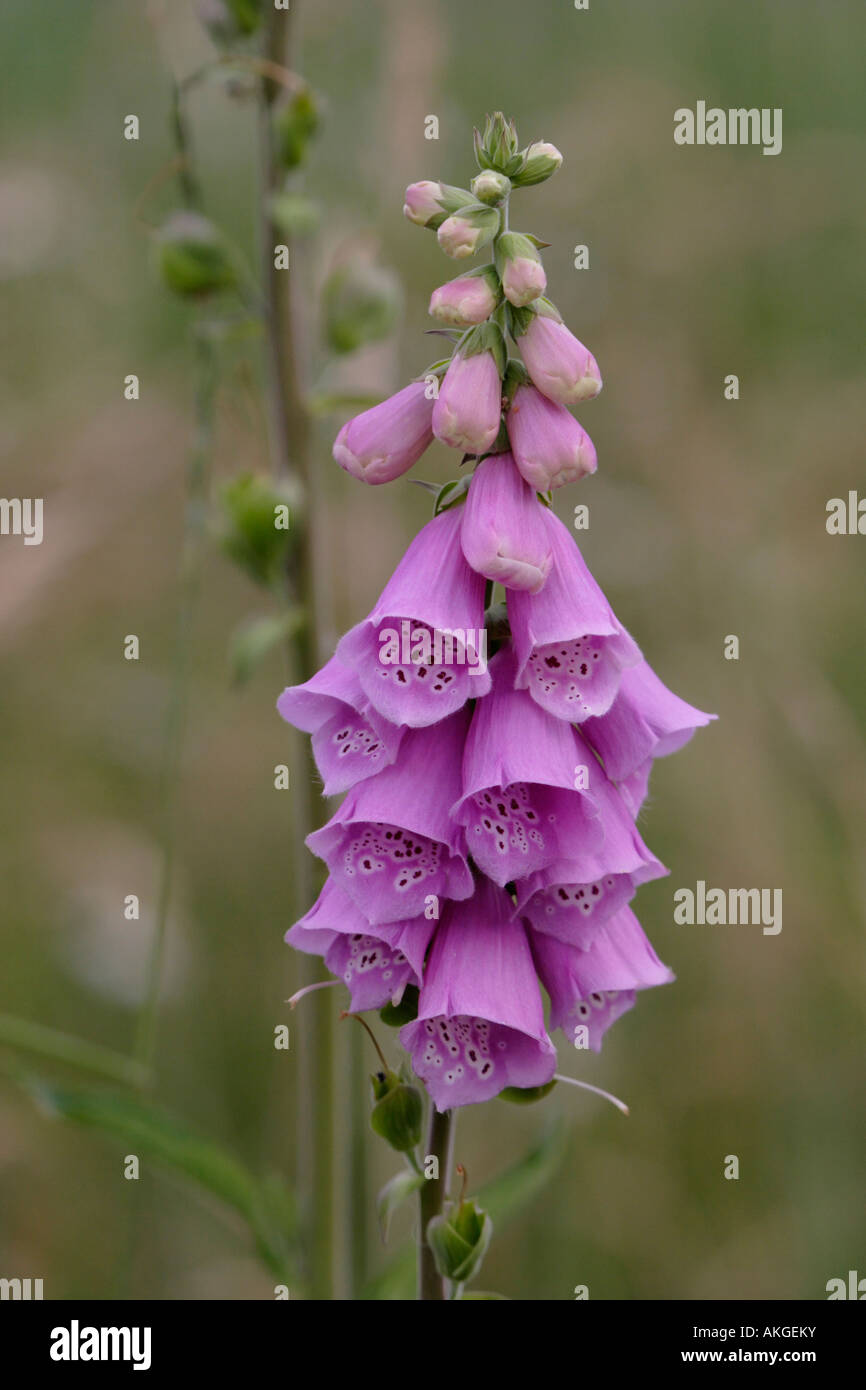 Digitalis purpurea, the Common foxglove Stock Photo - Alamy
