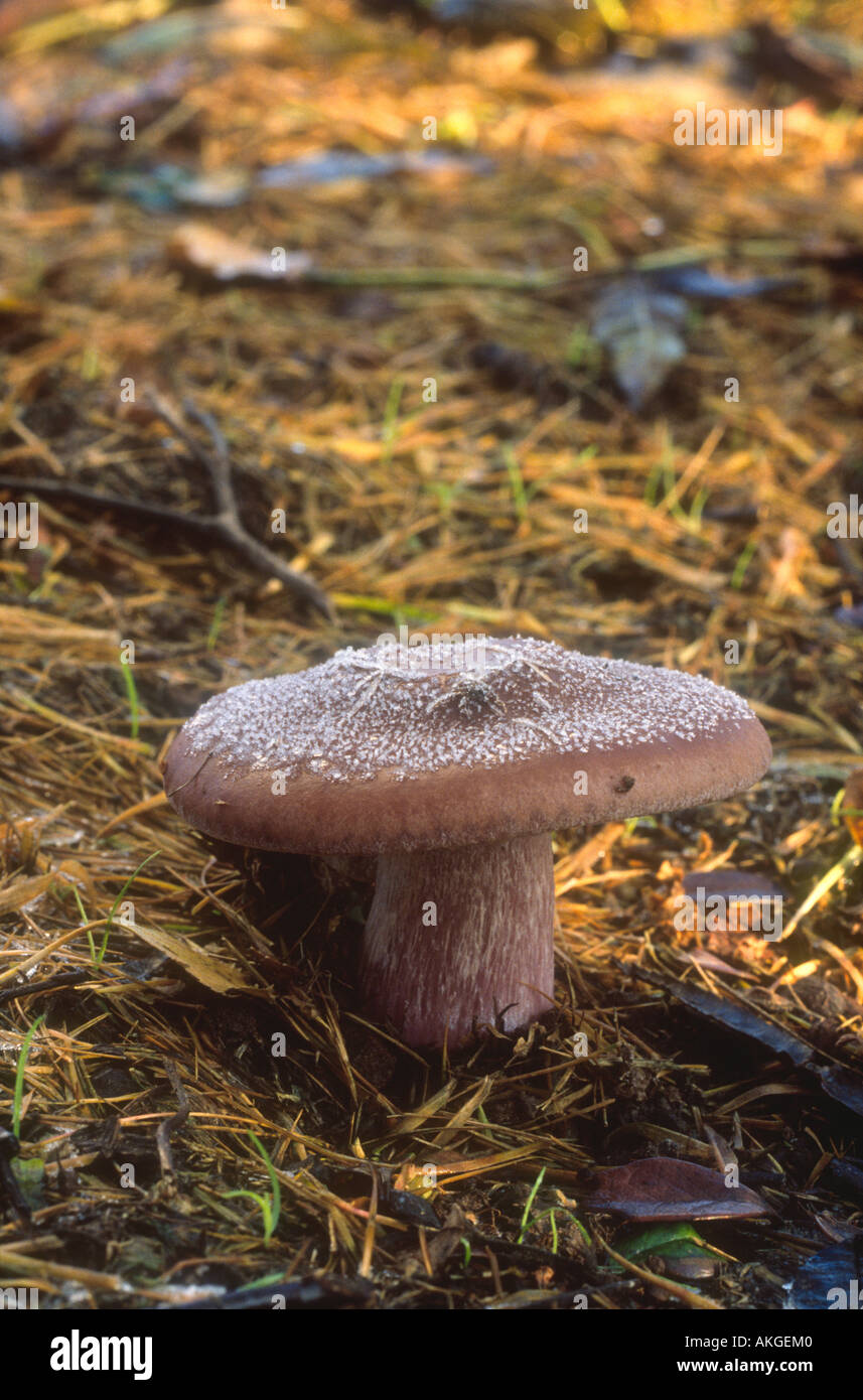 Wood Blewit (Blue Stalks) Lepista nuda fungi covered in frost growing ...