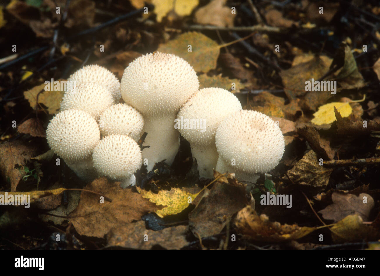 Common Puffball fungi Lycoperdon perlatum fruiting bodies growing in ...