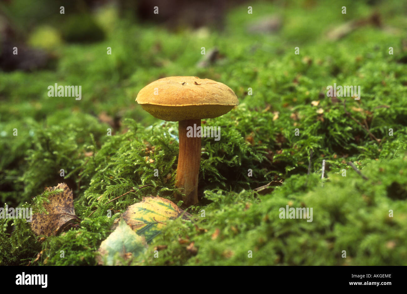Brown Birch Bolete Leccinum scabrum fruiting body growing in moss ...