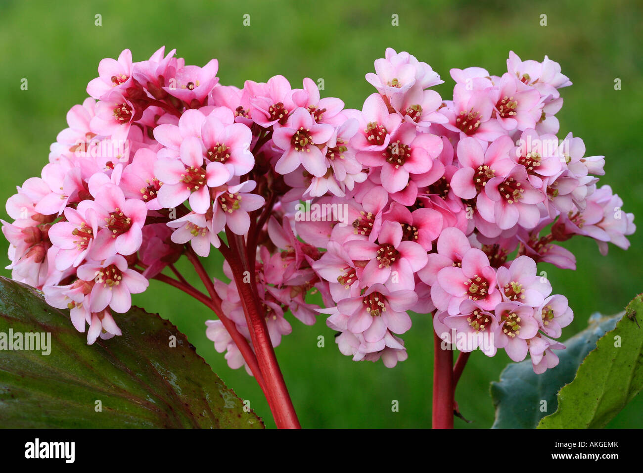 Bergenia hi-res stock photography and images - Alamy