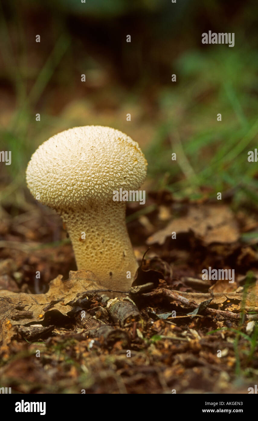 Common Puffball fungi Lycoperdon perlatum fruiting body growing in moss ...