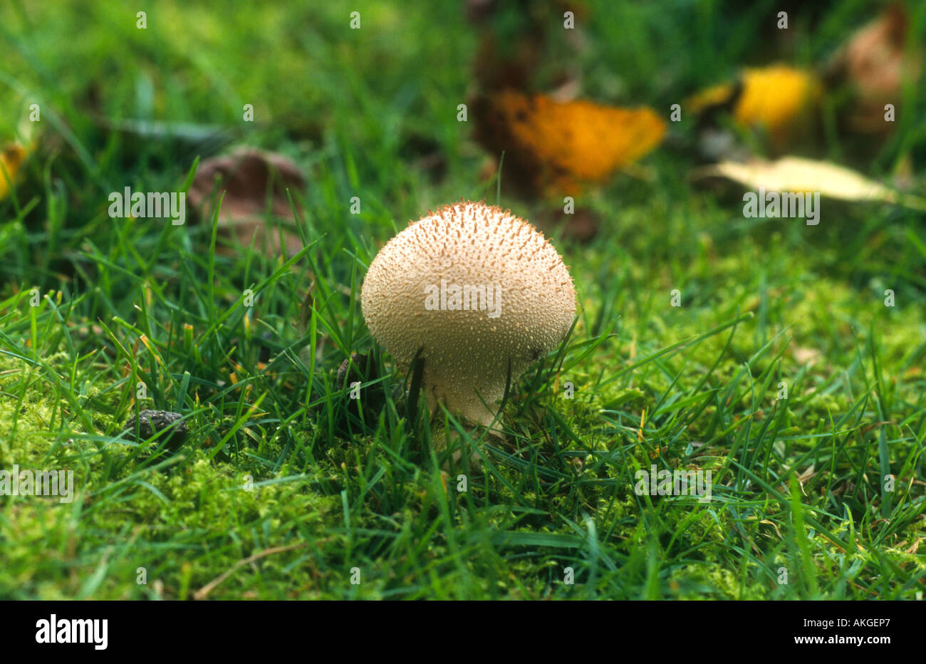 Common Puffball fungi Lycoperdon perlatum fruiting body growing in moss ...