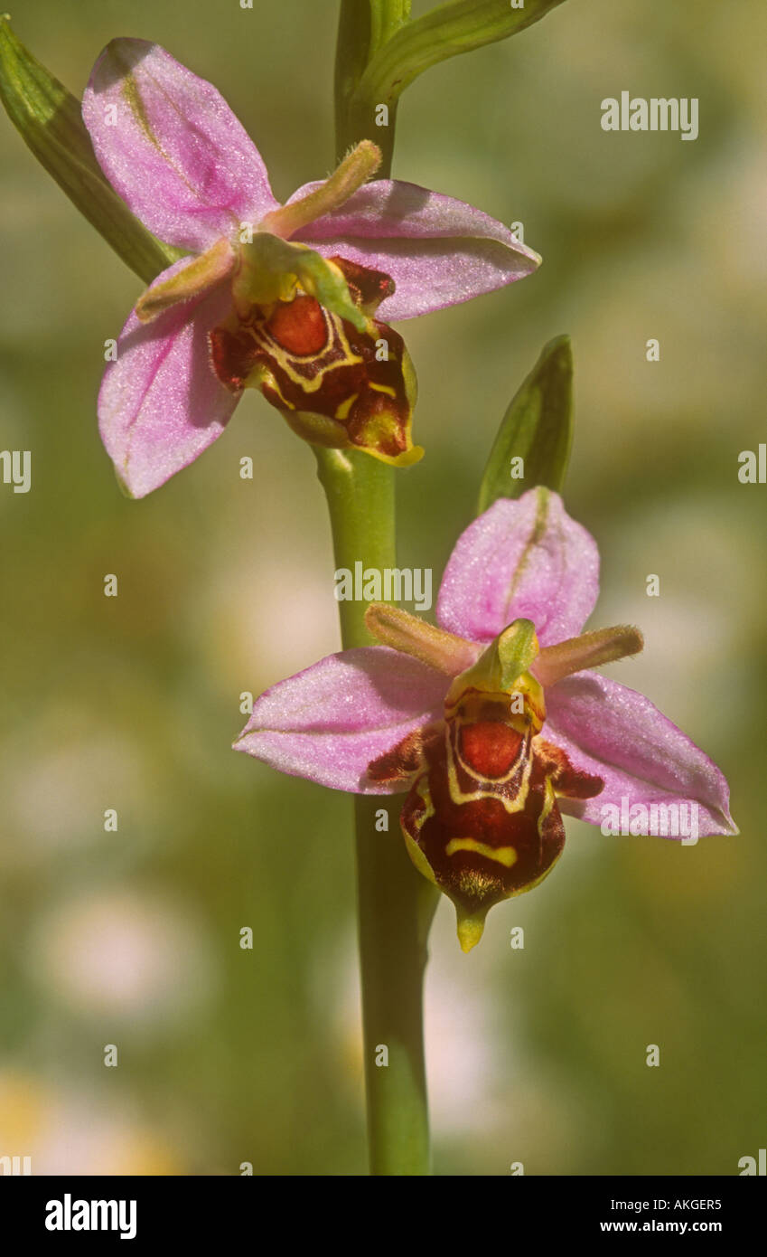 Bee Orchid Ophrys apifera close-up oftwo flowers on plant, Potteric ...