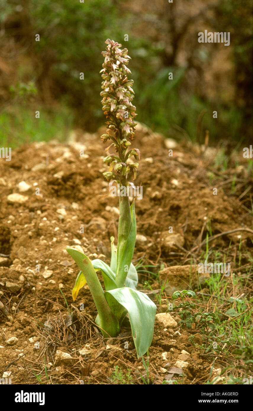 Giant Orchid Barlia robertiana plant in flower, Troodos Mountains ...