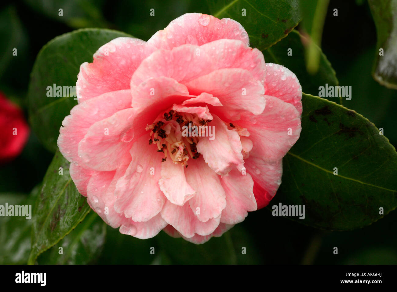 Confetti blush hi-res stock photography and images - Alamy