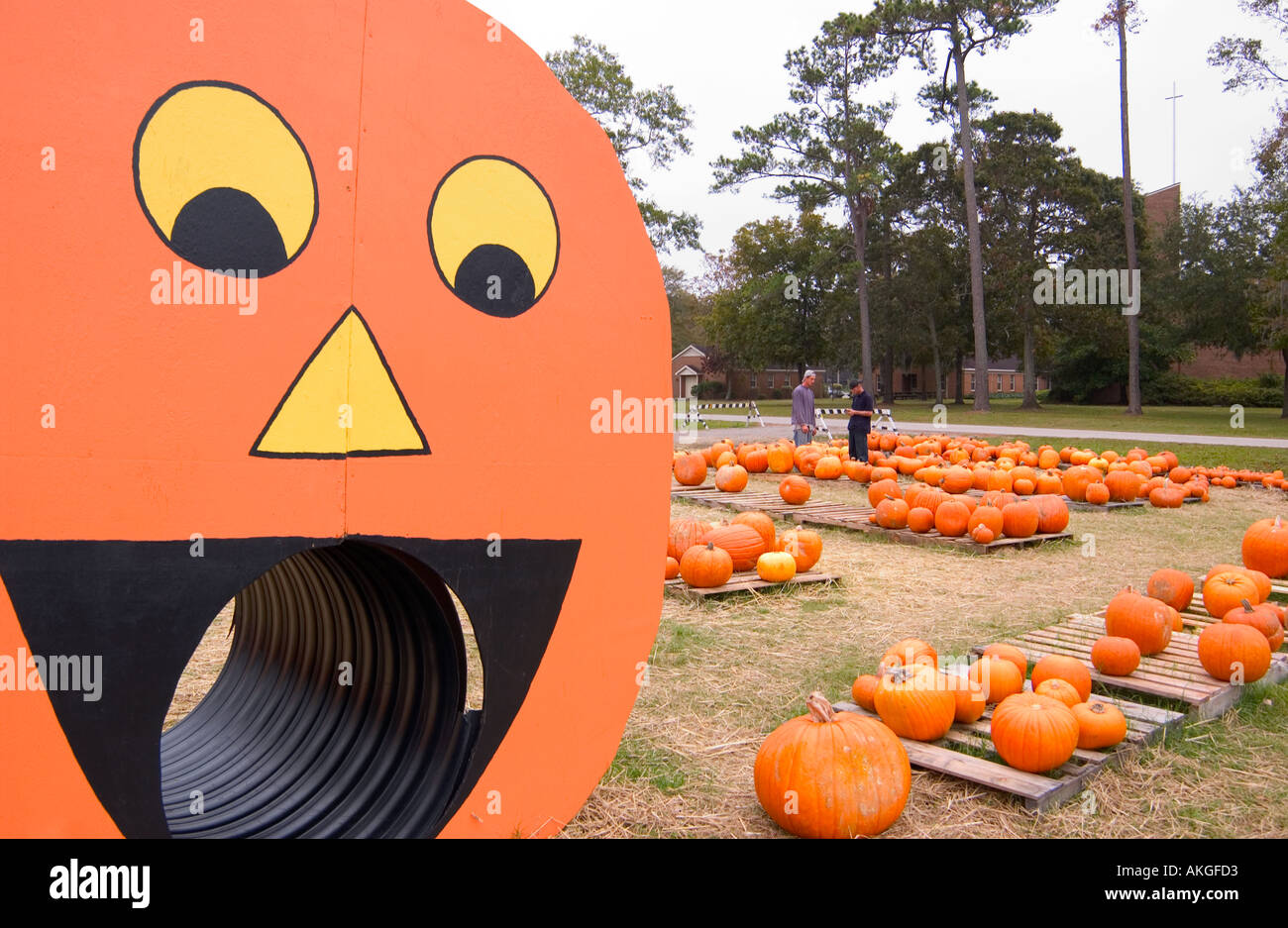 Giant Pumpkin Oversees Patch SC USA Stock Photo - Alamy