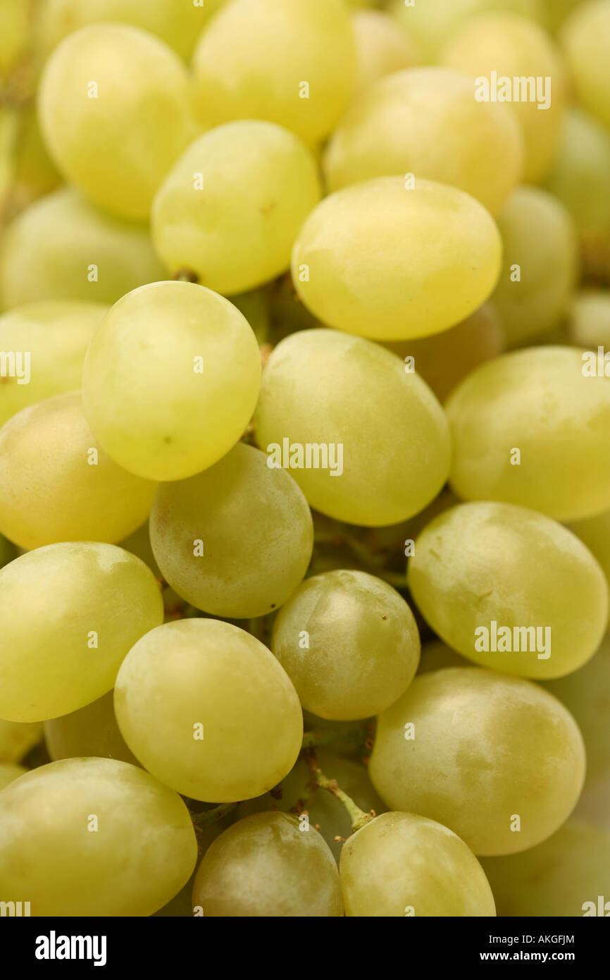 Regina di Sicilia grapes, Italy Stock Photo - Alamy