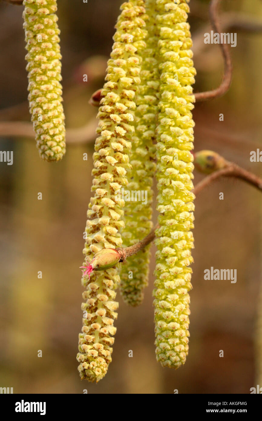 Corylus avellana "Contorta Stock Photo - Alamy