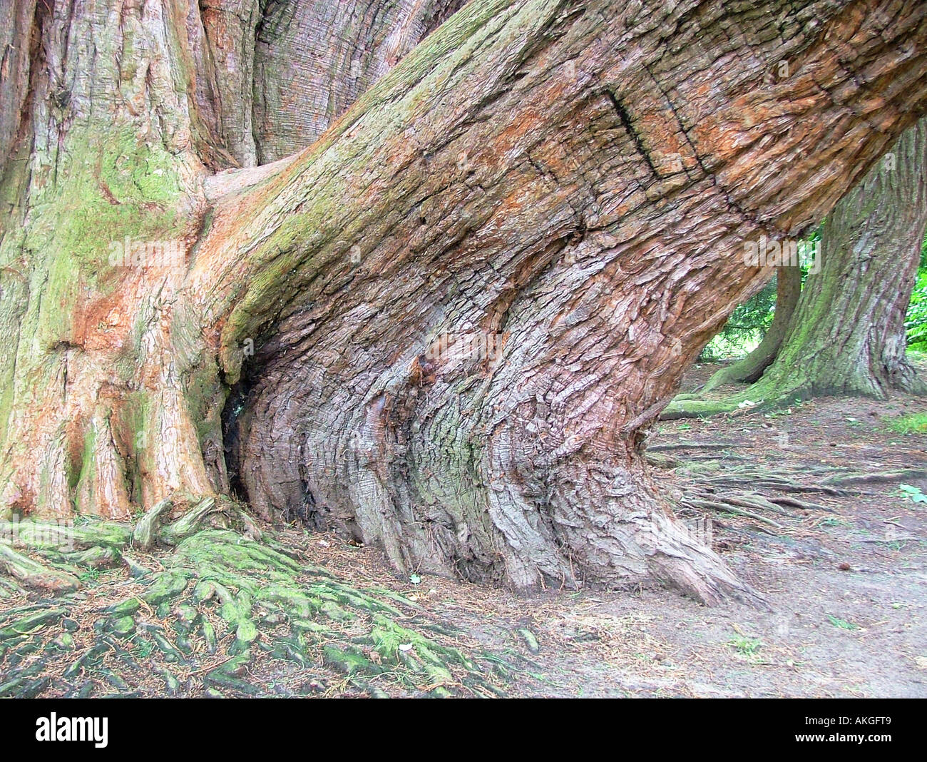 Base of trunk of large Sequoia tree (Sequoiadendron Giganteum Stock ...