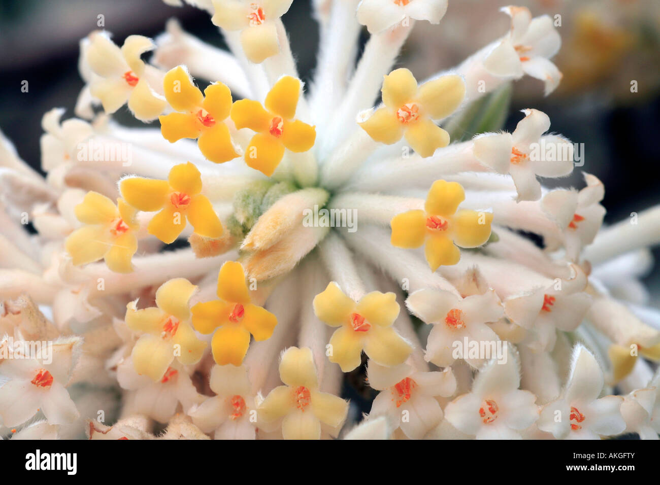 Edgeworthia chrysantha, flowers Stock Photo - Alamy