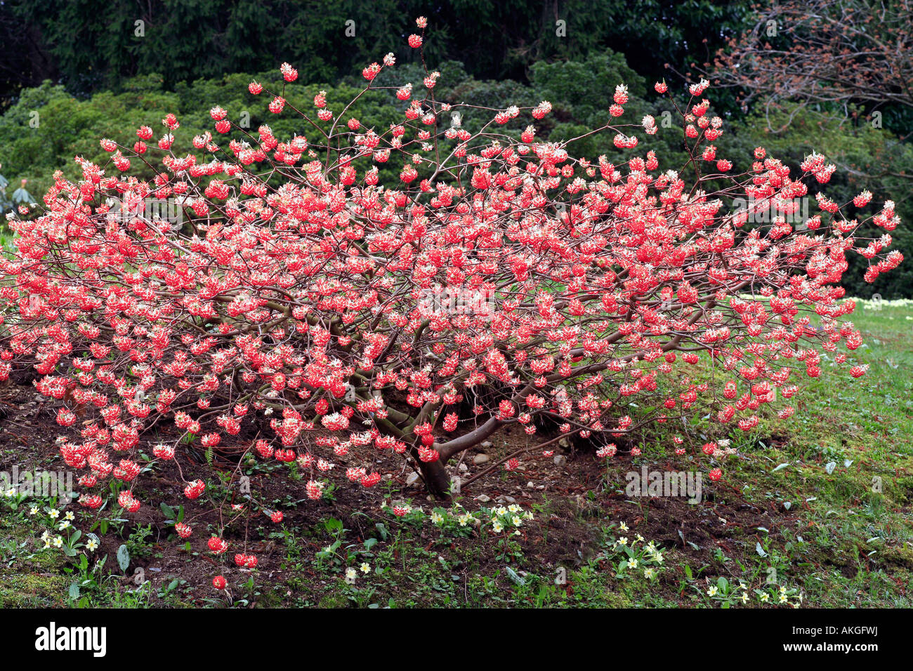 Mitsumata hi-res stock photography and images - Alamy