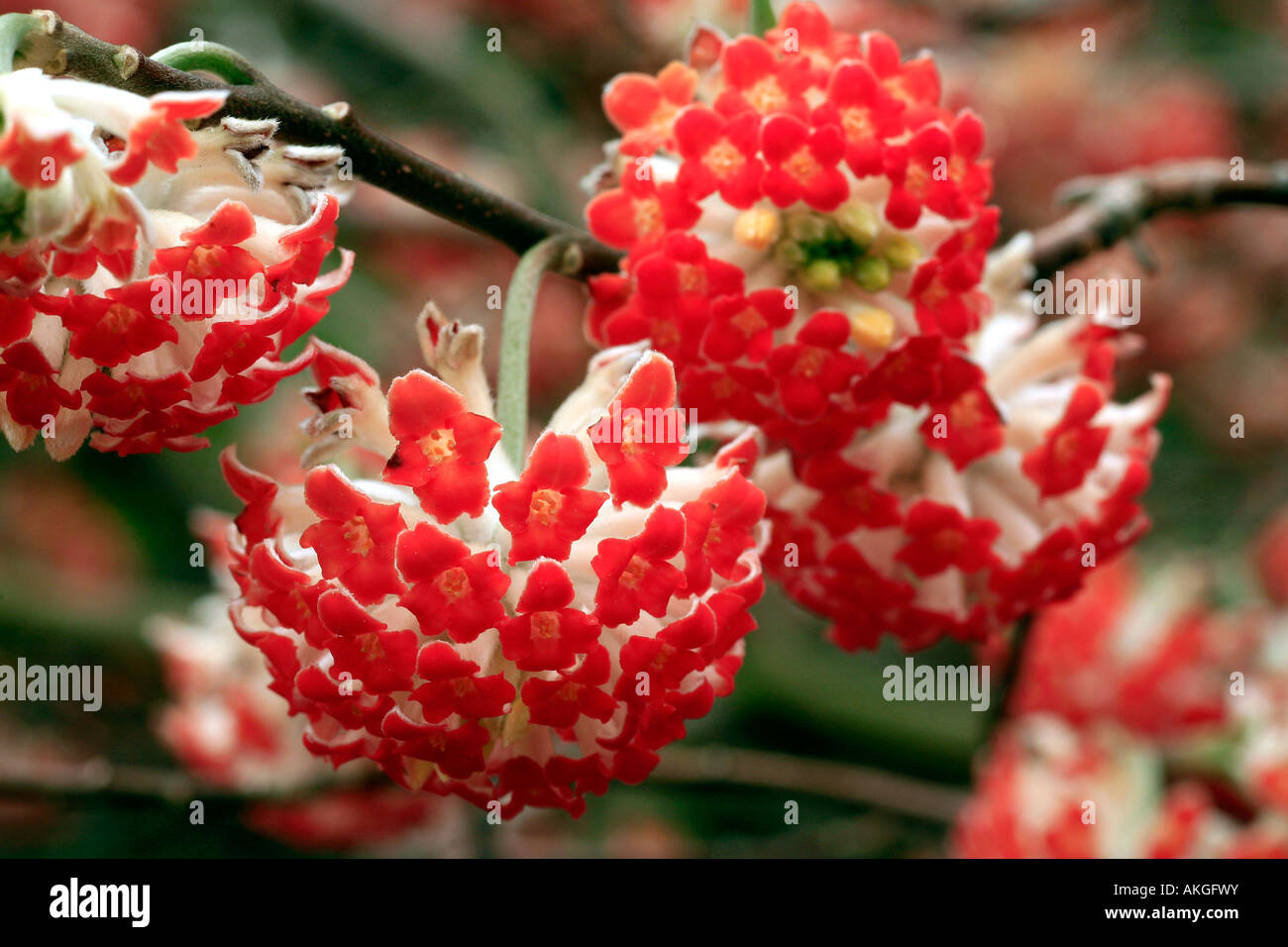 Mitsumata hi-res stock photography and images - Alamy