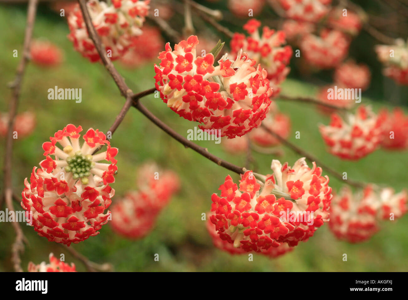 Mitsumata hi-res stock photography and images - Alamy