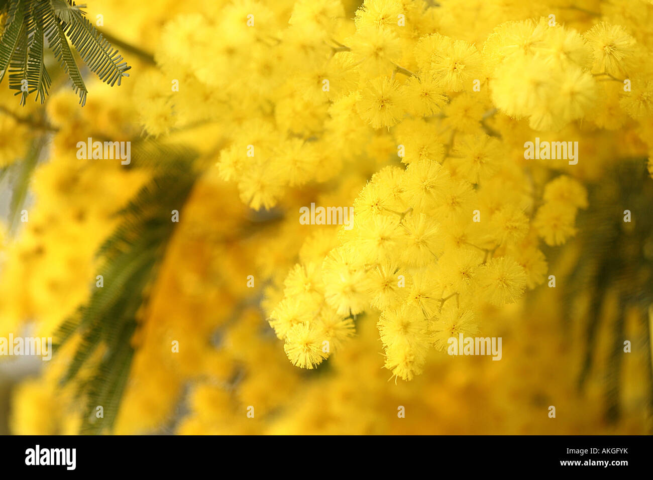Mimosa, Imperia, Ligury, Italy Stock Photo - Alamy