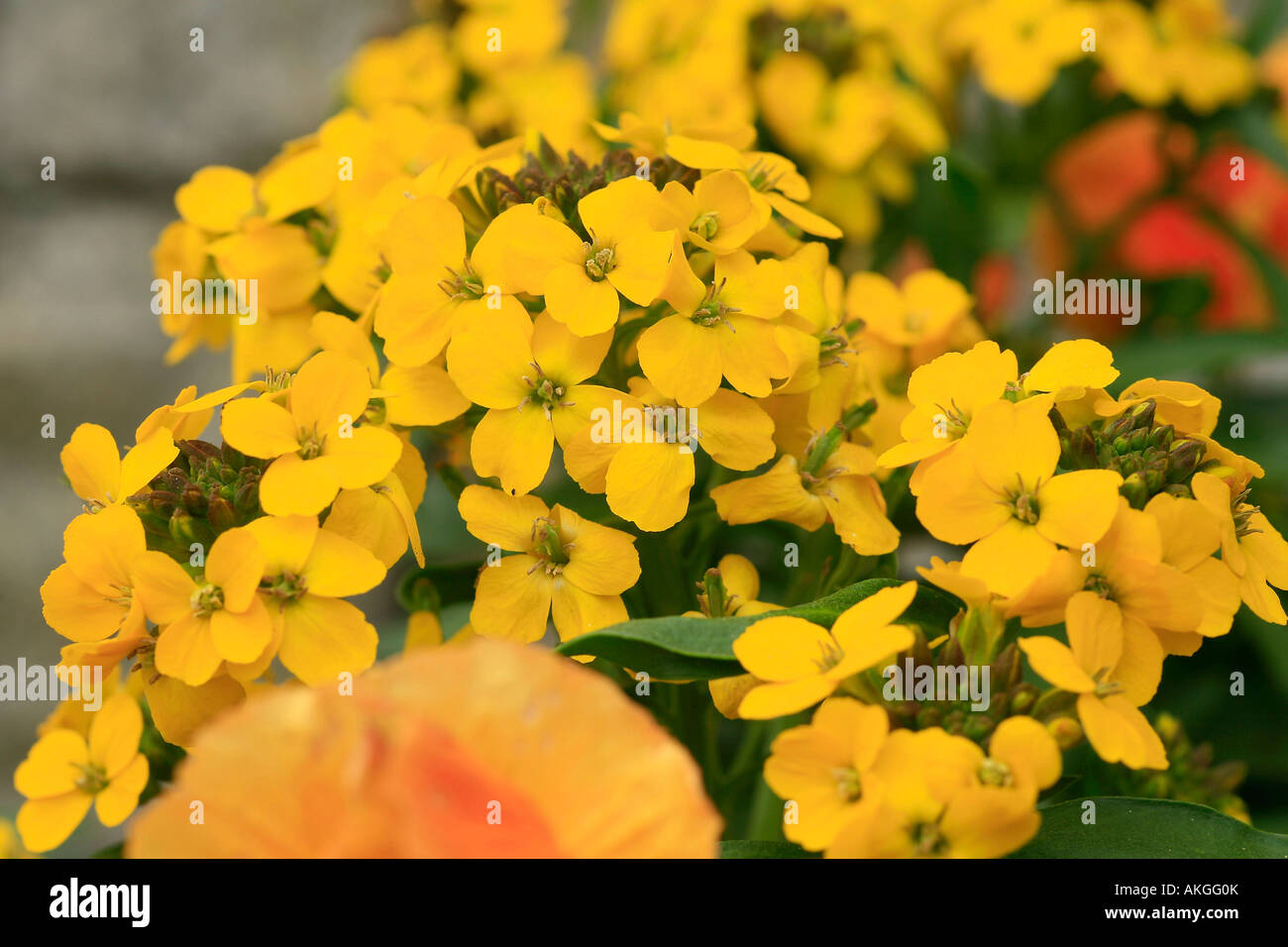 Erysimum cheiri "Yellow Bedder Stock Photo - Alamy