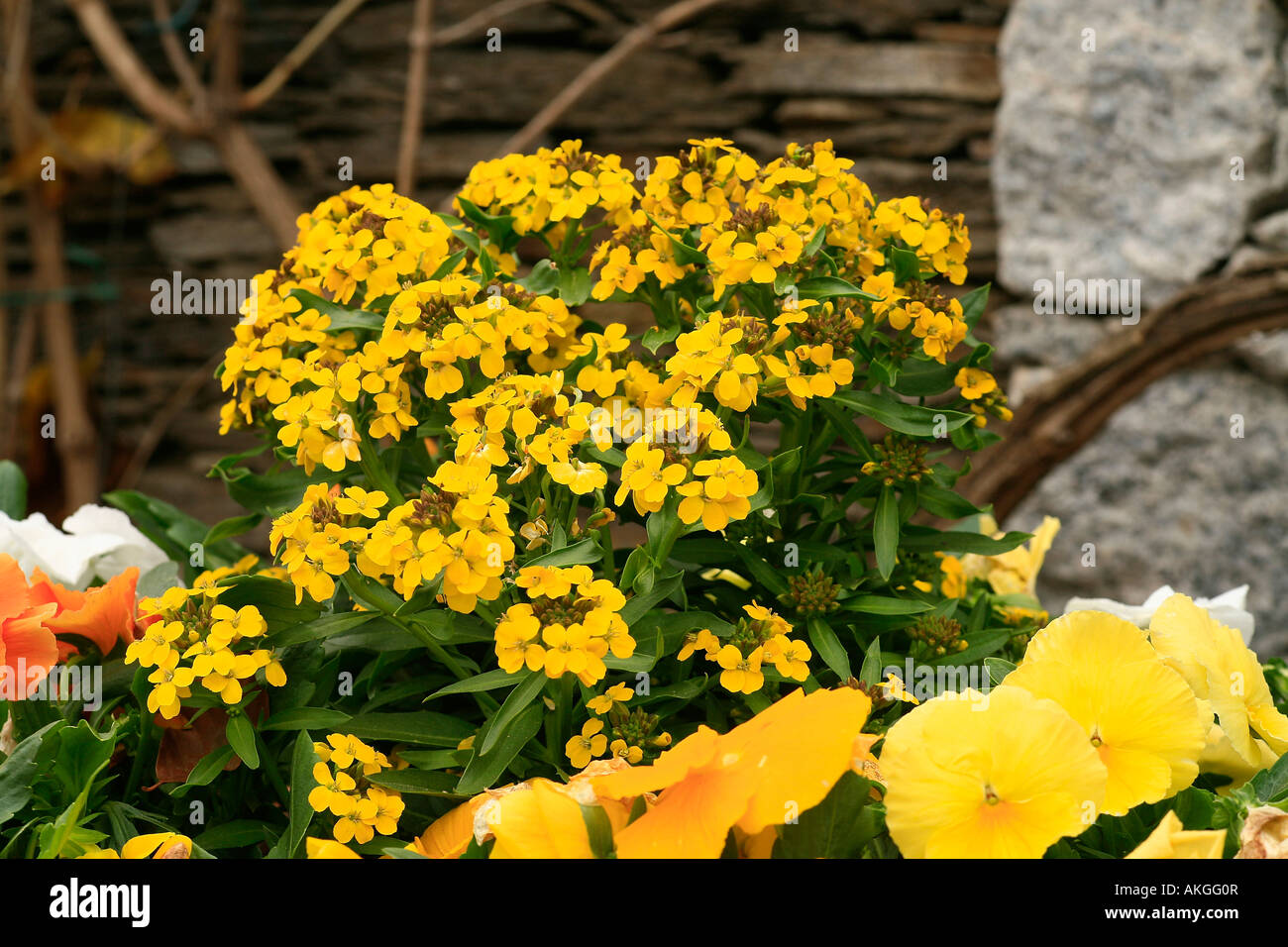 Erysimum cheiri "Yellow Bedder Stock Photo - Alamy