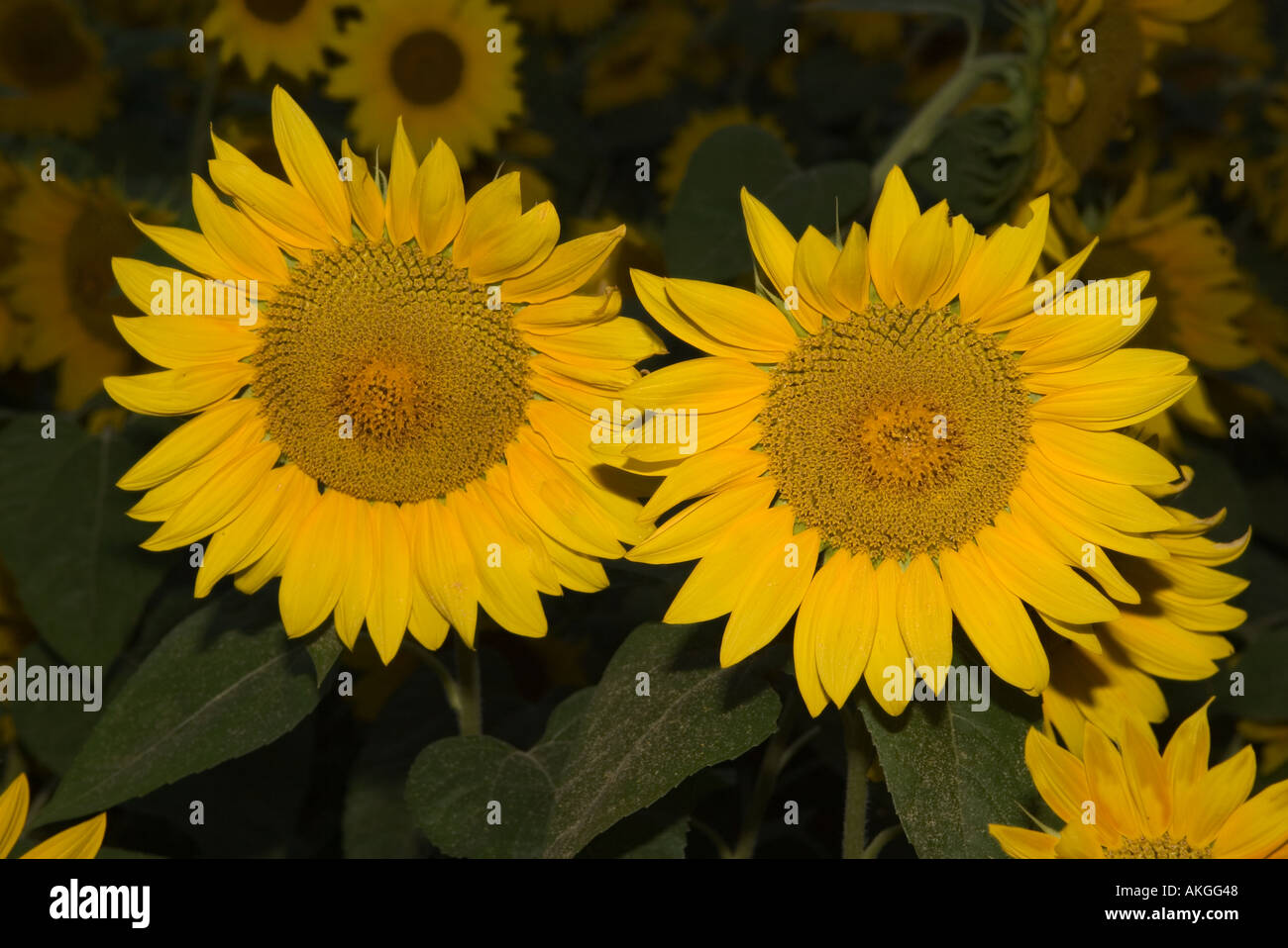 Tandem growth hi-res stock photography and images - Alamy