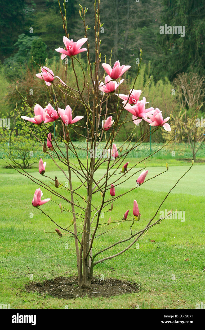 Star wars magnolia hi-res stock photography and images - Alamy