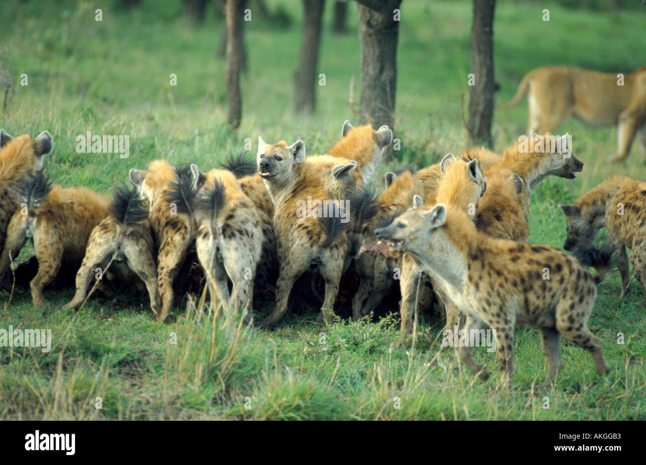 Spotted Hyena Crocuta Crocuta Pack High Resolution Stock Photography ...