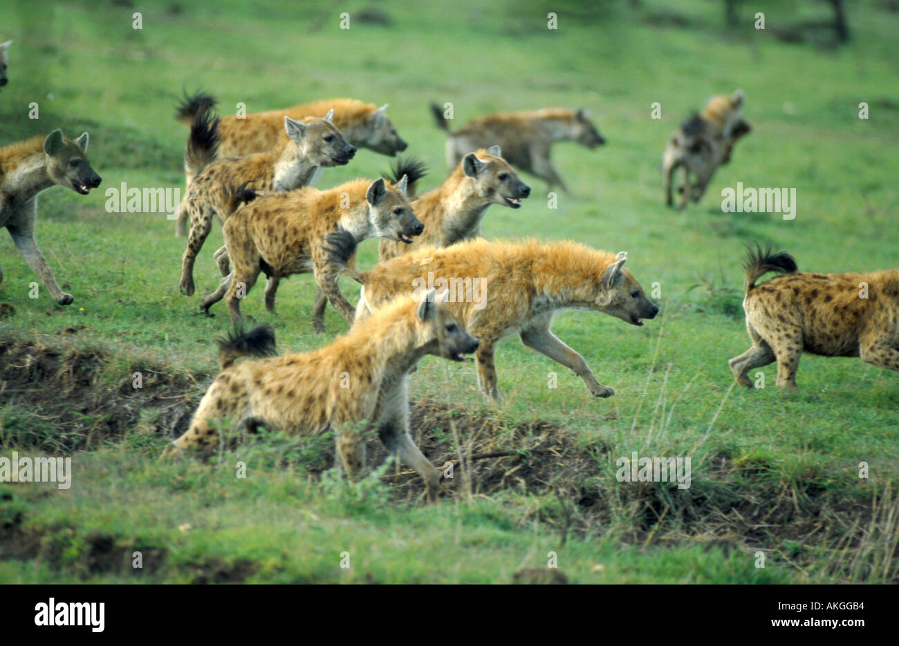 Side View Running Hyena High Resolution Stock Photography and Images ...