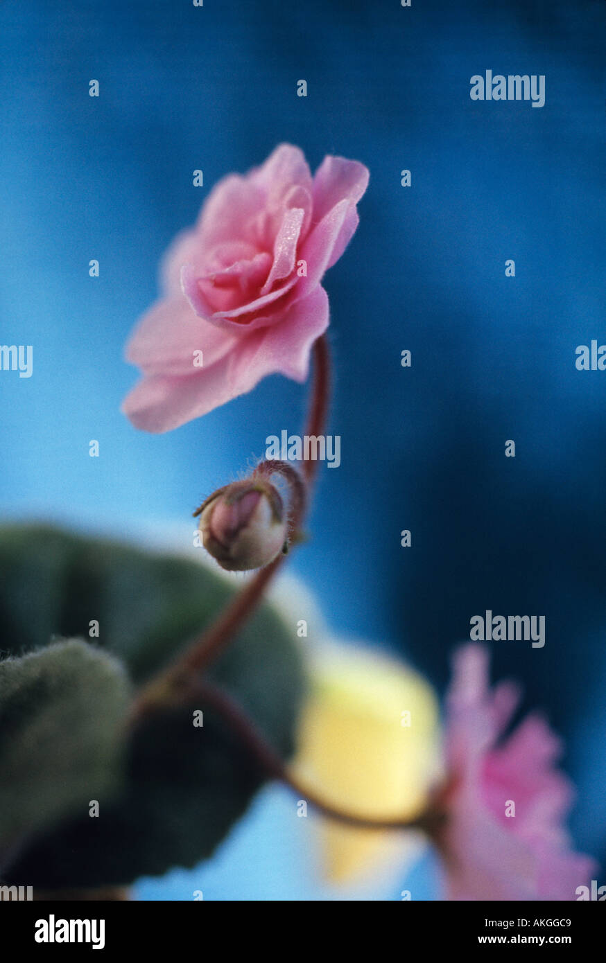 African Violet and bud, soft focus Stock Photo - Alamy