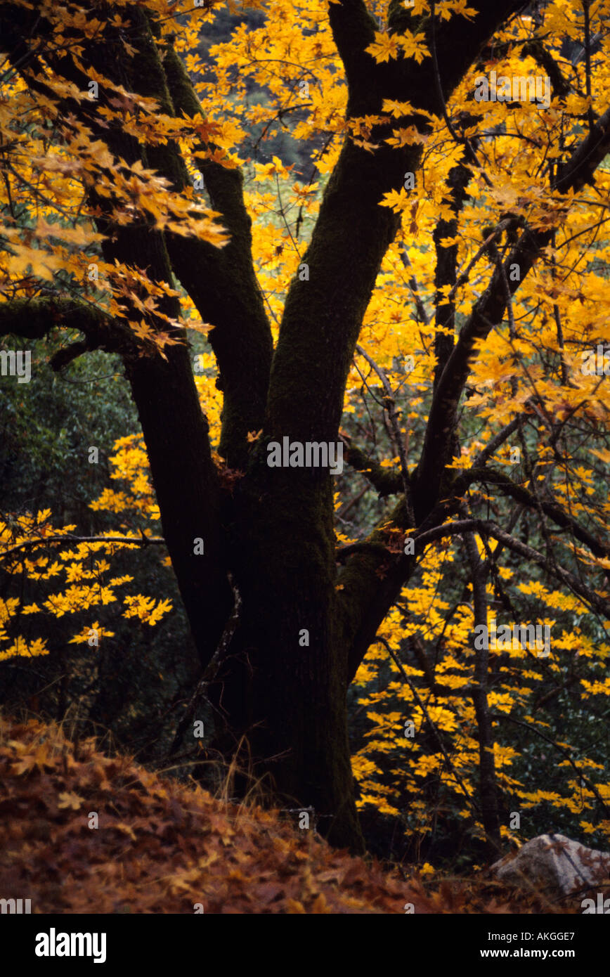 Autumn leaves in a sodden wood Stock Photo - Alamy