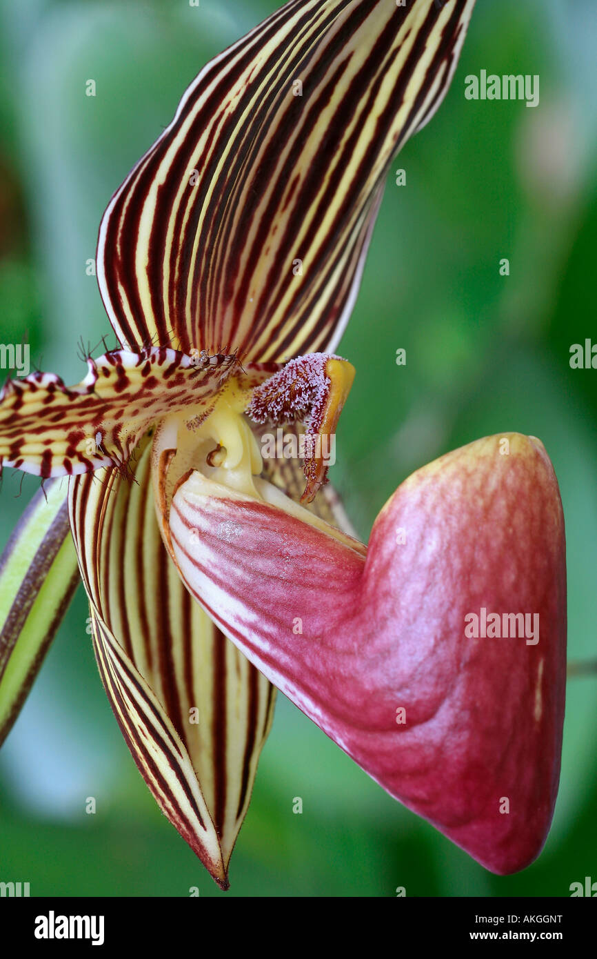 Rothschildianum hi-res stock photography and images - Alamy