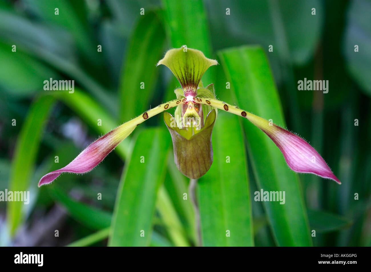 Lowii hi-res stock photography and images - Alamy