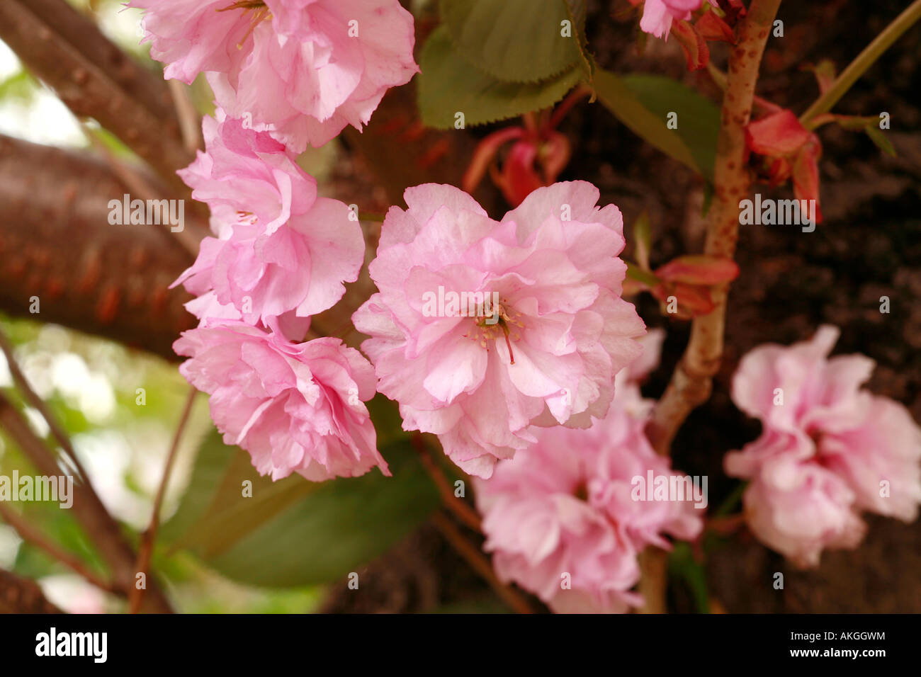 Prunus serrulata "Kanzan Stock Photo - Alamy