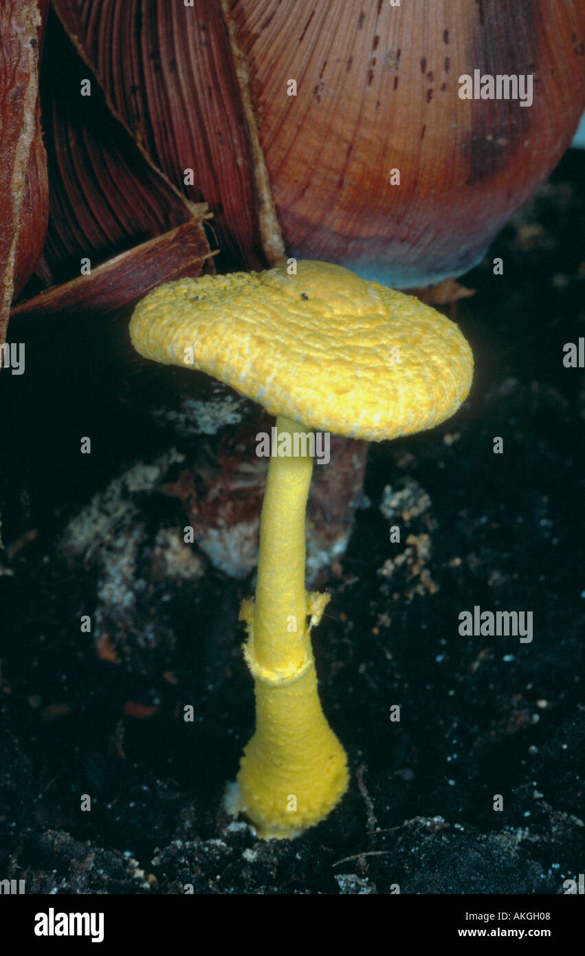 plantpot dapperling (Leucocoprinus birnbaumii, Leucocoprinus luteus ...