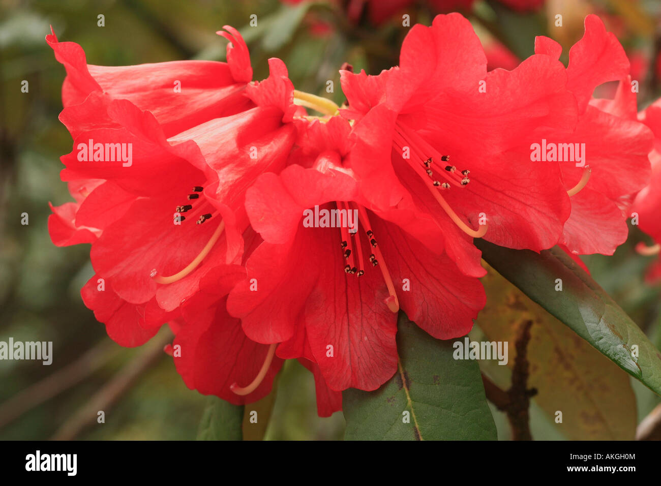 Neriifolium hi-res stock photography and images - Alamy