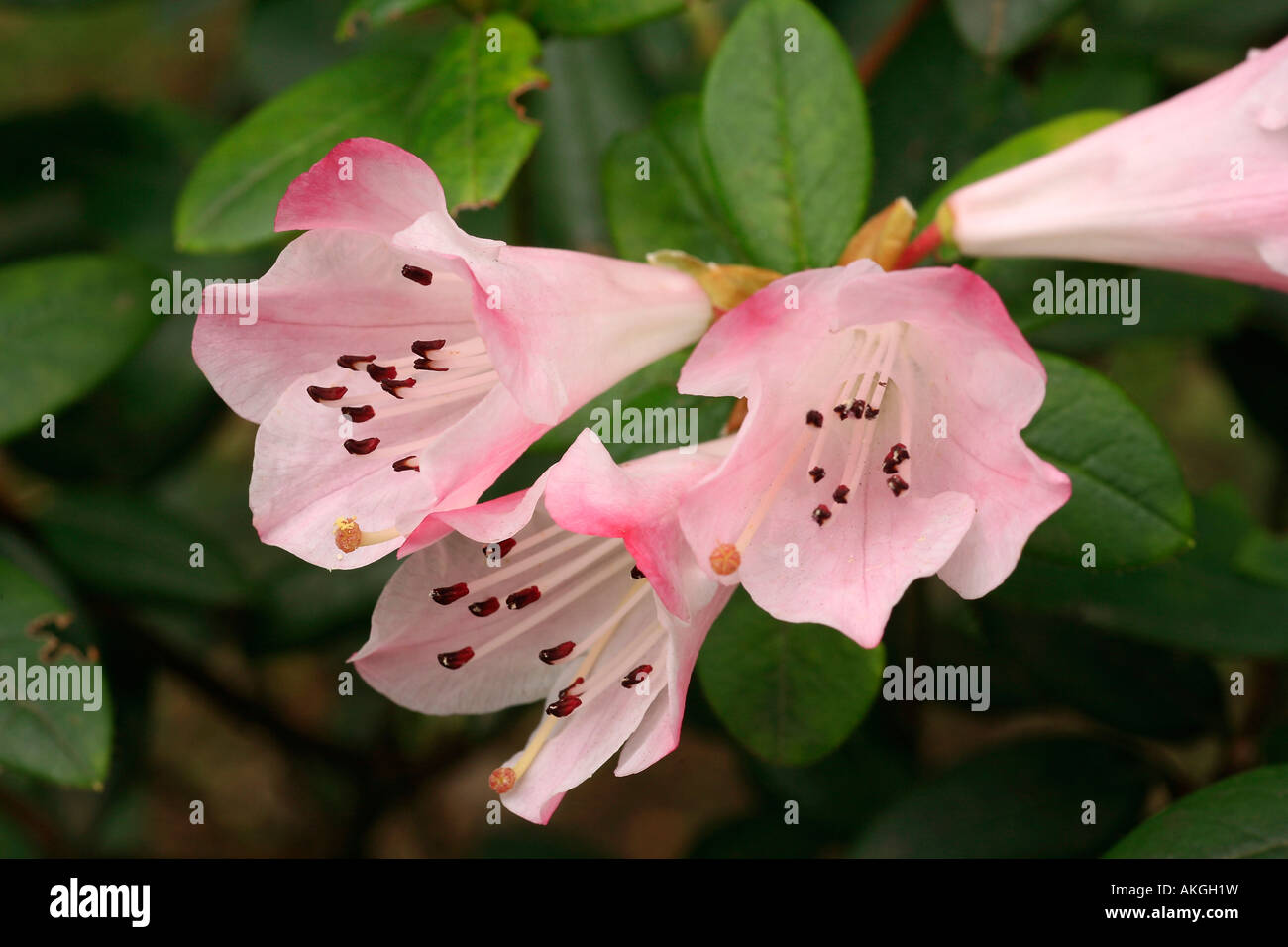 Seta hi-res stock photography and images - Alamy