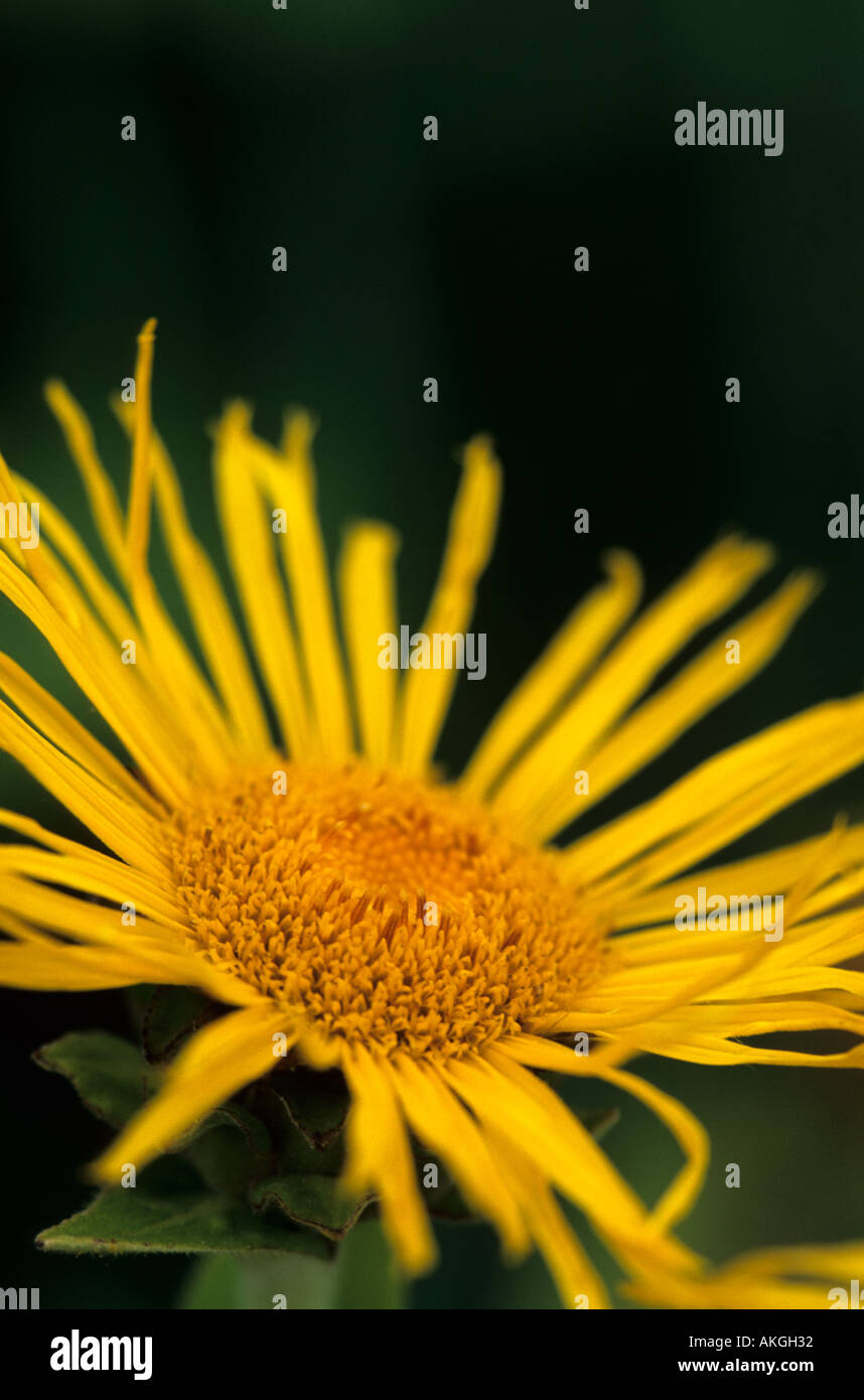 Inula Magnifica High Resolution Stock Photography and Images - Alamy