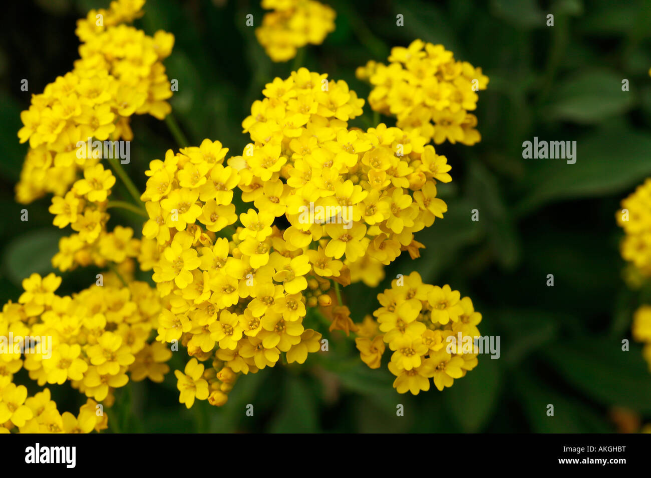 Saxatile hi-res stock photography and images - Alamy