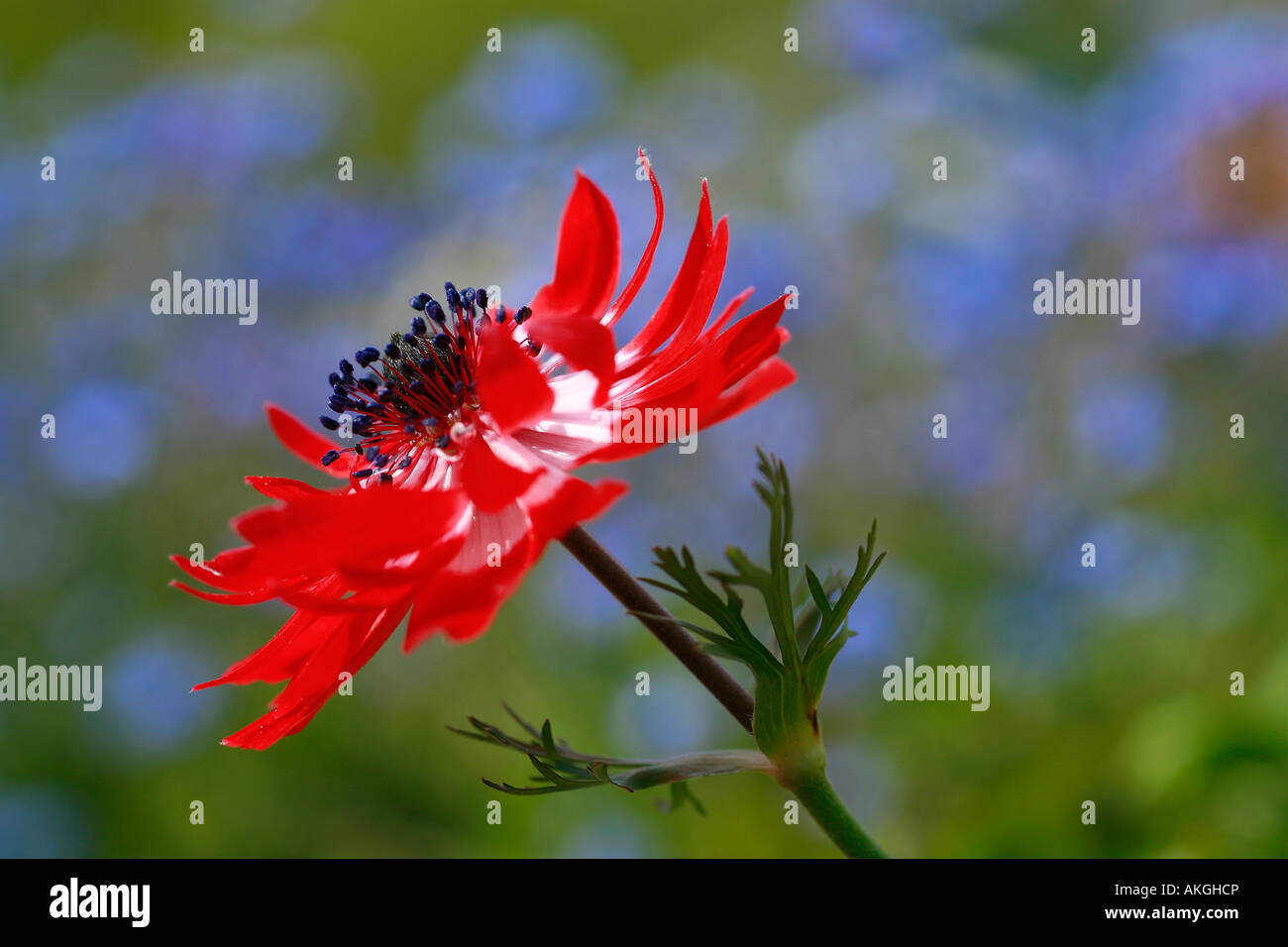 Anemone coronaria st brigid hi-res stock photography and images - Alamy