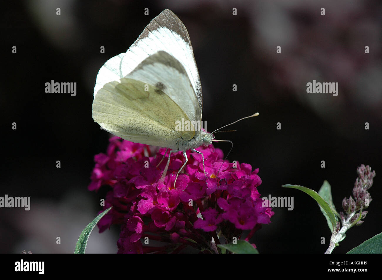 Large cabbage white butterfly Stock Photo - Alamy