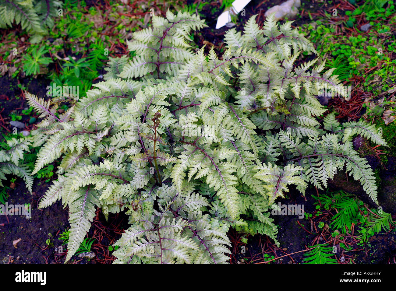 Metallicum hi-res stock photography and images - Alamy