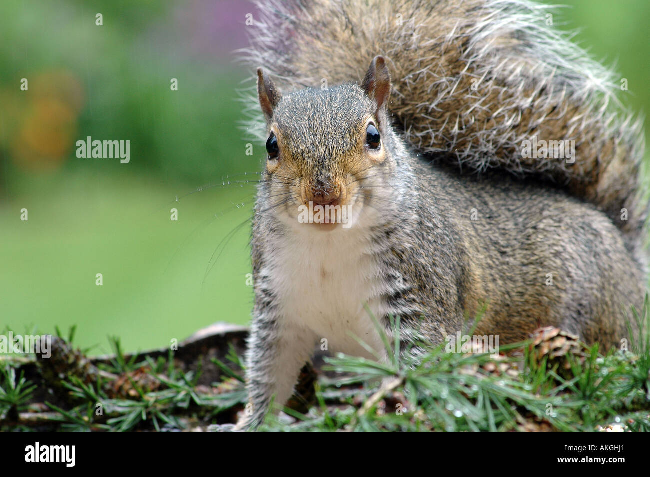 Grey Squirrel front facing Stock Photo - Alamy