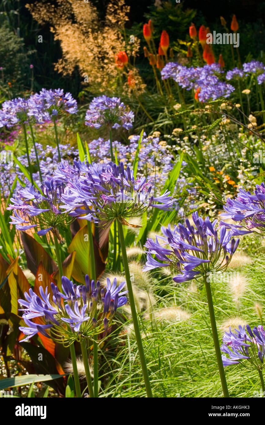 Agapanthus (Liliaceae) a clump-forming perennial flower Stock Photo - Alamy