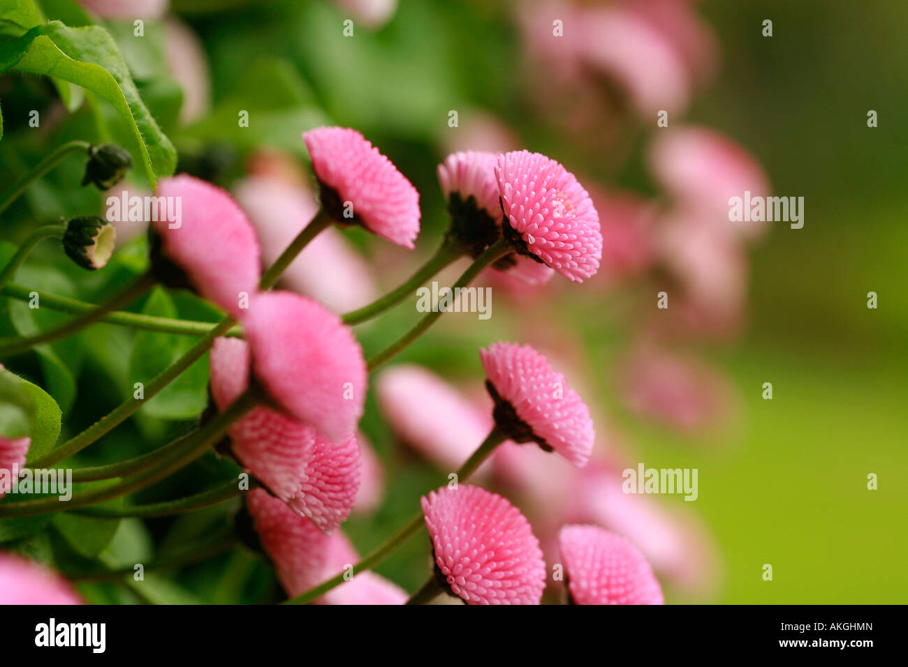 Bellis perennis "Pomponette Rose Stock Photo - Alamy